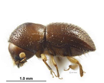 CÁC BIỆN PHÁP PHÒNG TRỪ MỌT ĐỤC THÂN CÀNH TRÊN CÂY SẦU RIÊNG