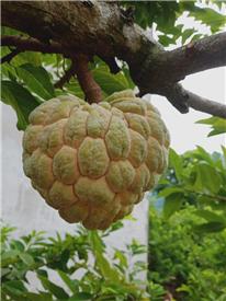 MỘT SỐ SÂU BÊNH HẠI CHÍNH TRÊN CÂY NA VÀ BIỆN PHÁP PHÒNG TRỪ